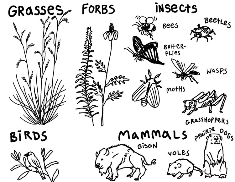 Our Ecological Past, Present, and Future – Prairies Over Lawns
